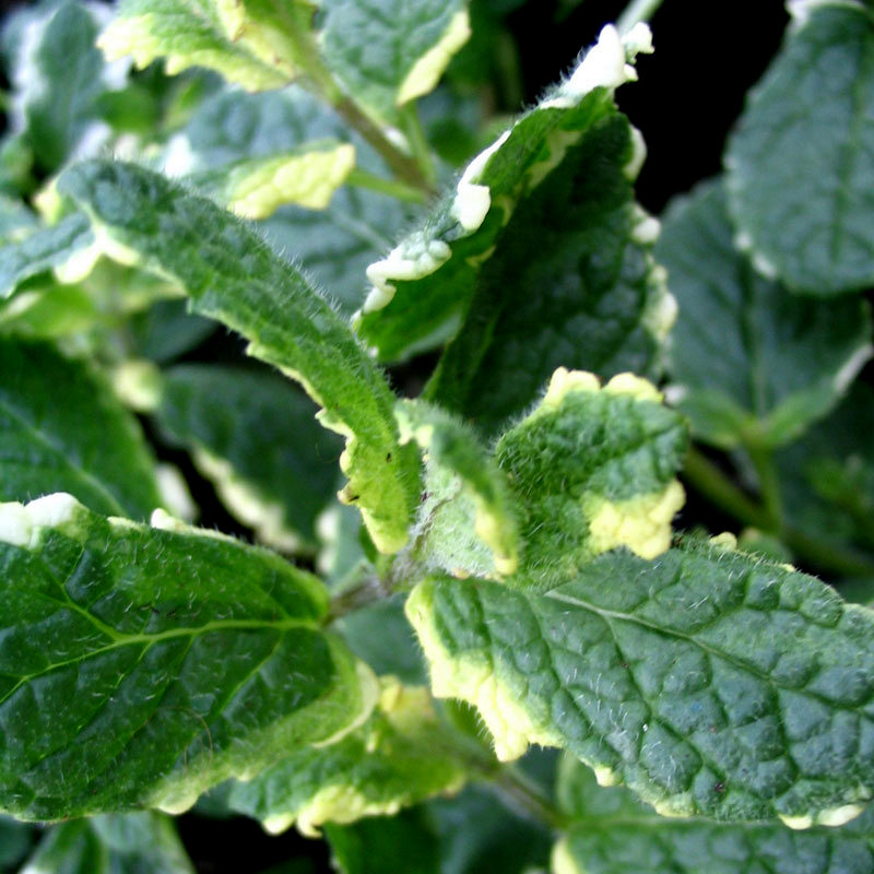 Ananasminze - Mentha suaveolens