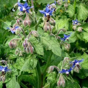 Borretsch - Borago officinalis