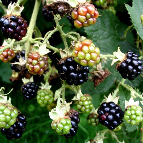 Echte Brombeere - Rubus fruticosus