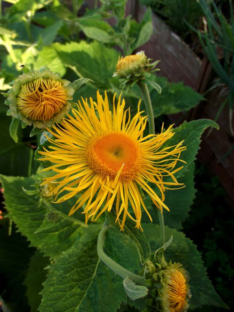 Alant, echter - Inula helenium