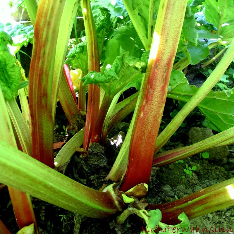 Rhabarber - Rheum rhabarbarum