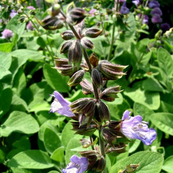 Salbei, echter - Salvia officinalis