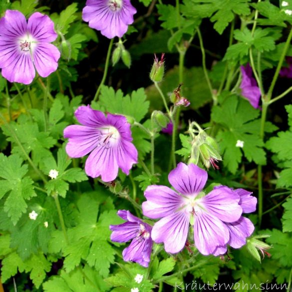 Bergwald-Storchschnabel - Geranium nodosum