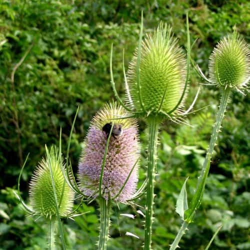 Karde, wilde - Dipsacus silvestris (fullonum)