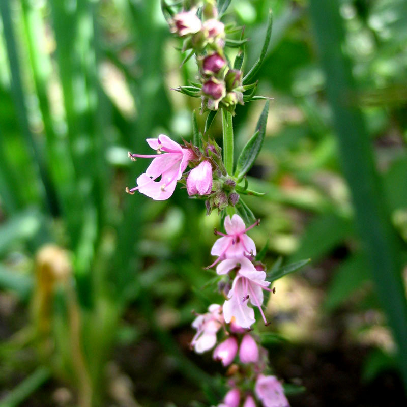 Ysop - Hyssopus officinalis