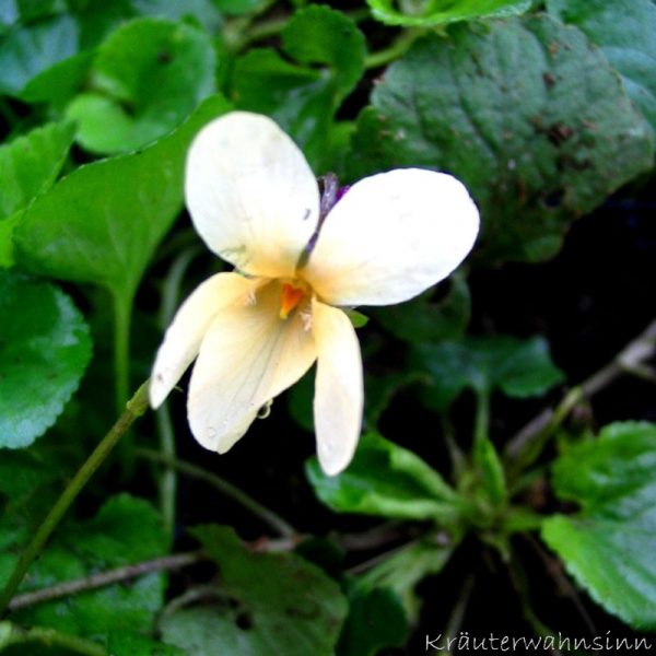 Duft-Veilchen - Viola odorata